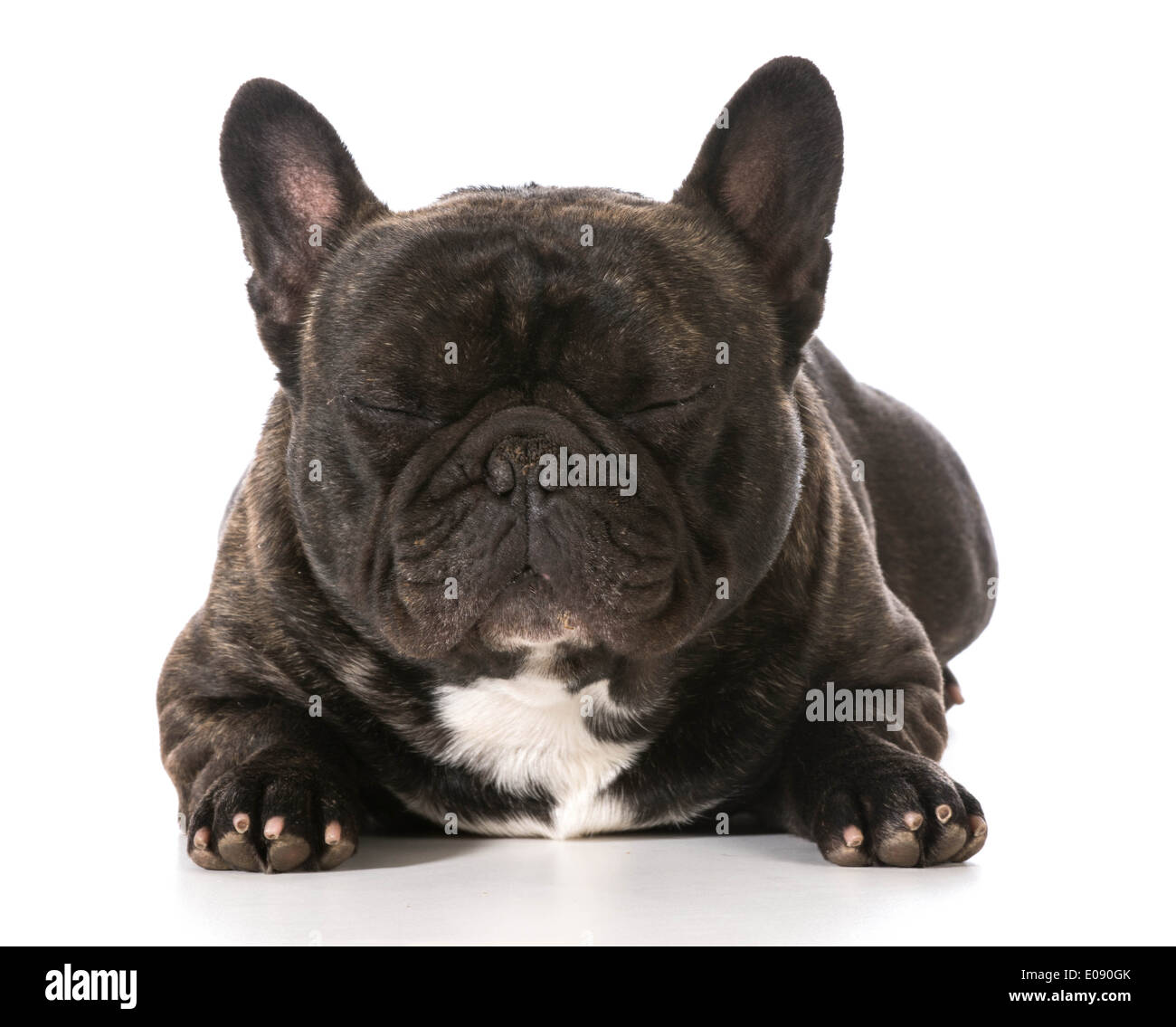 french bulldog laying down isolated on white background Stock Photo - Alamy