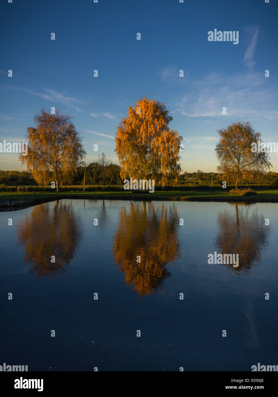 An autumn reflection of three trees in Knowle canal Stock Photo - Alamy