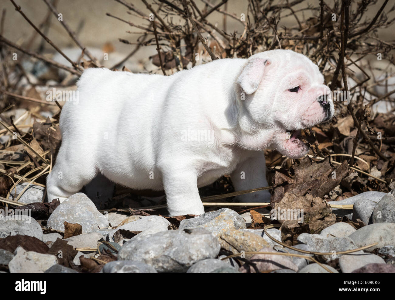 english bulldog puppy outside playing in the leaves Stock Photo - Alamy