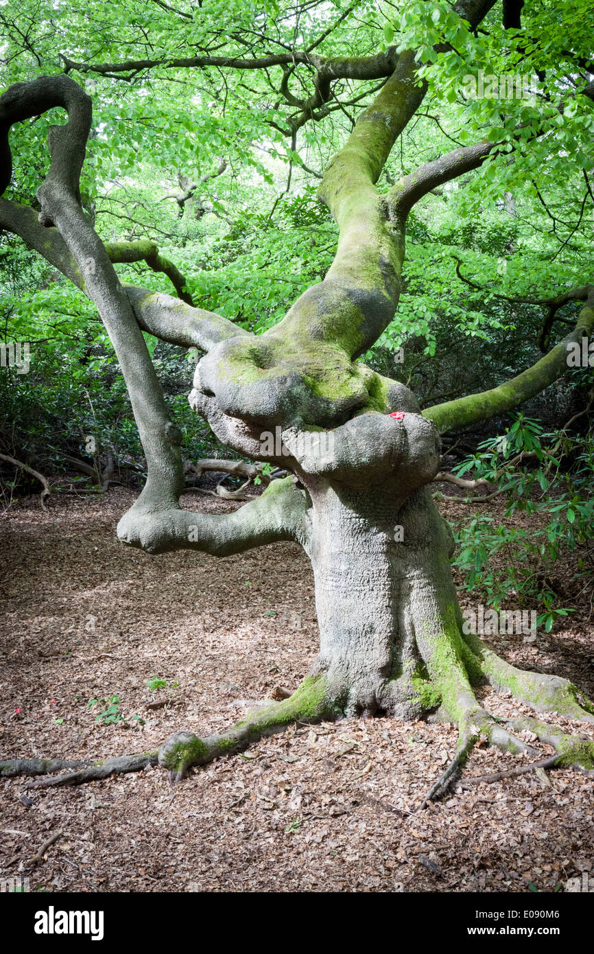 Twisted tree trunk hi-res stock photography and images - Alamy