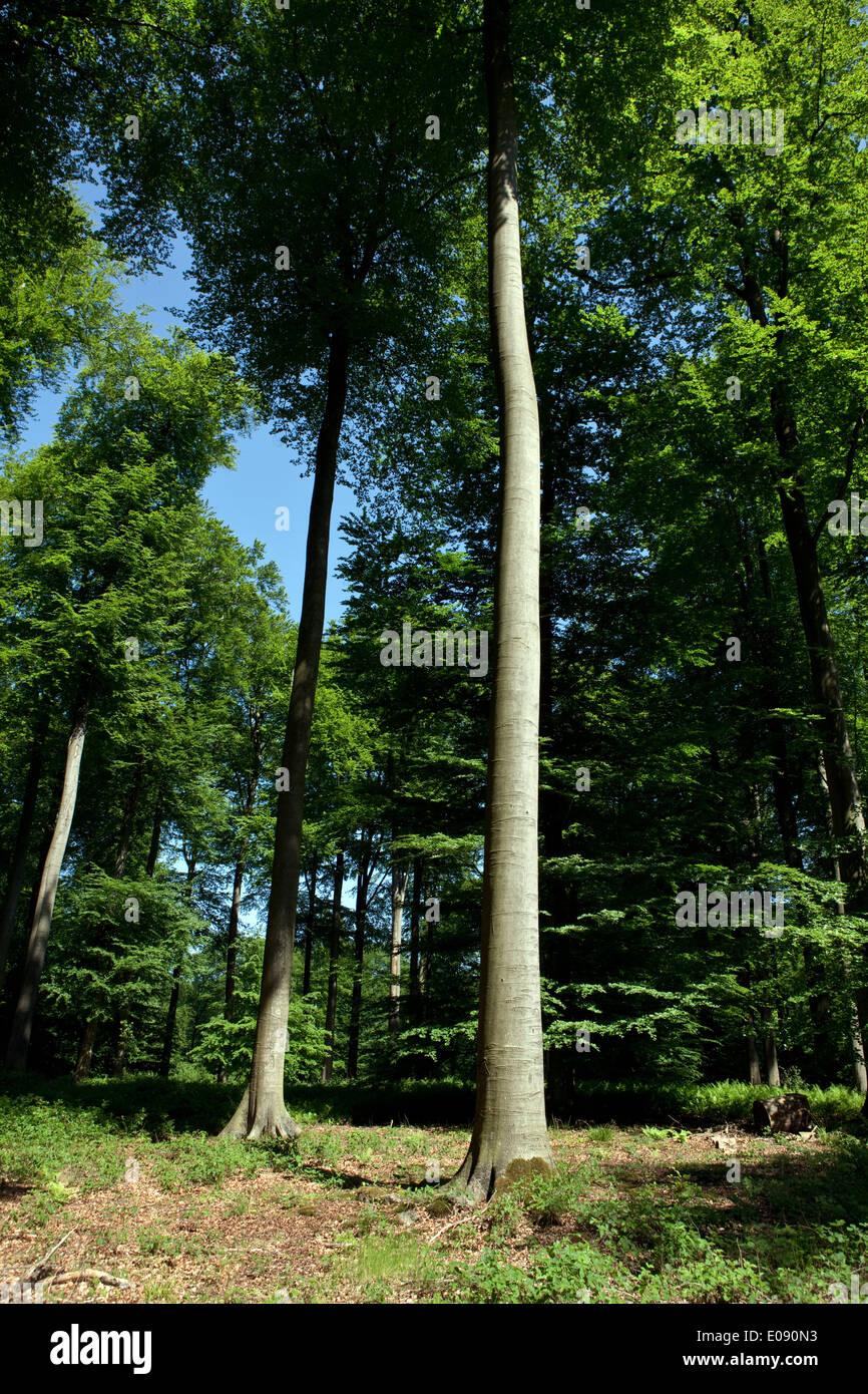 The Sonian Forest, Foret de Soignes, or Zoniënwoud, 11,000 hectare ...