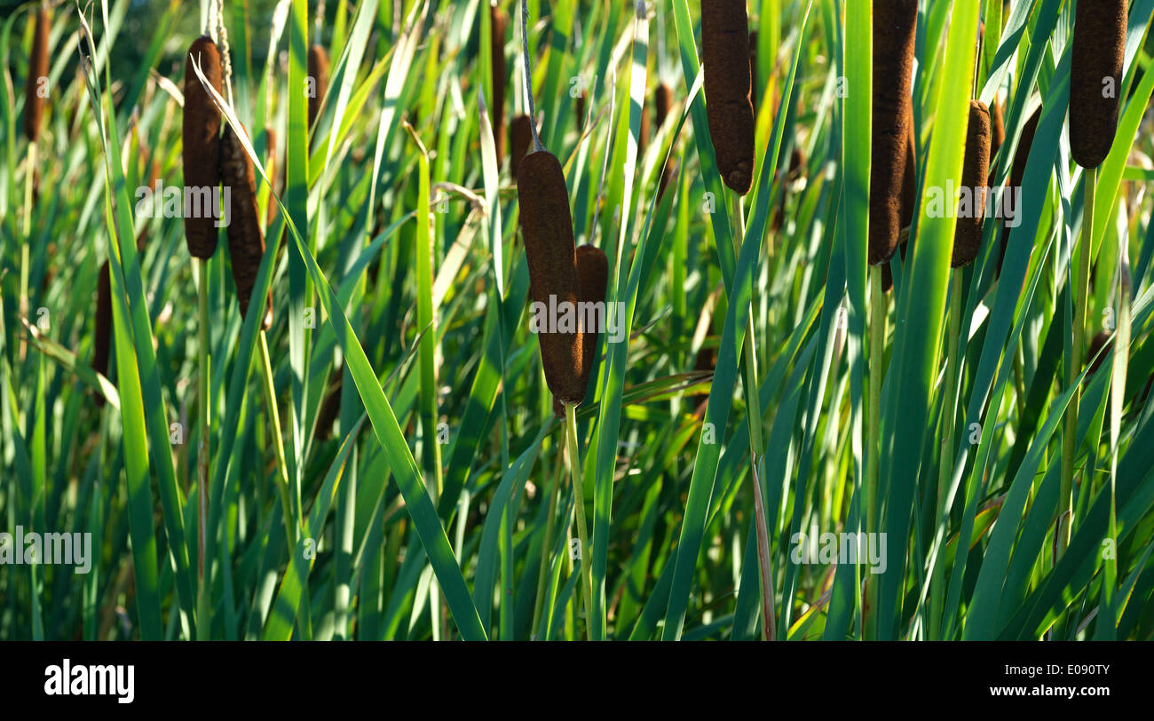 A close view of cattails in the bright summer sun Stock Photo - Alamy