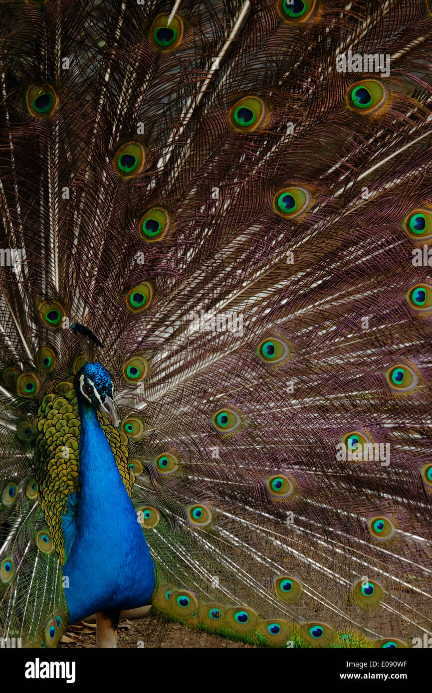 Peacock with tail up Stock Photo - Alamy