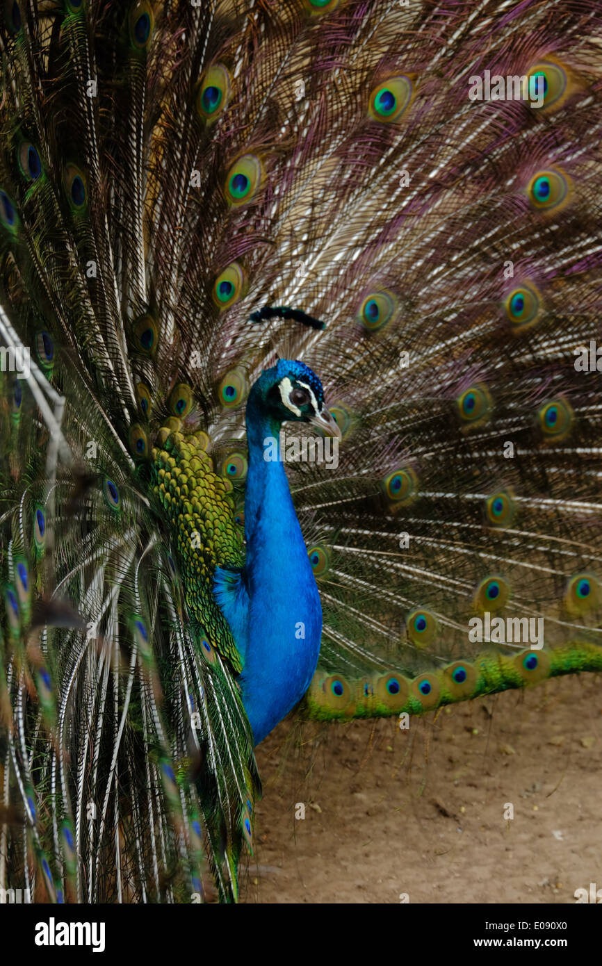 Tail up hi-res stock photography and images - Alamy