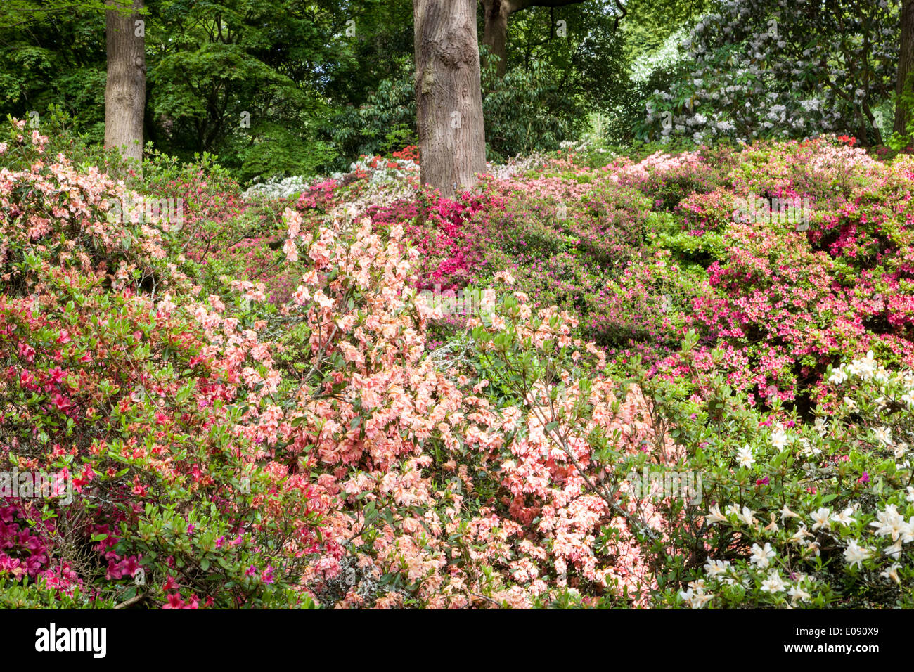 Isabella Plantation in spring, Richmond Park Stock Photo - Alamy