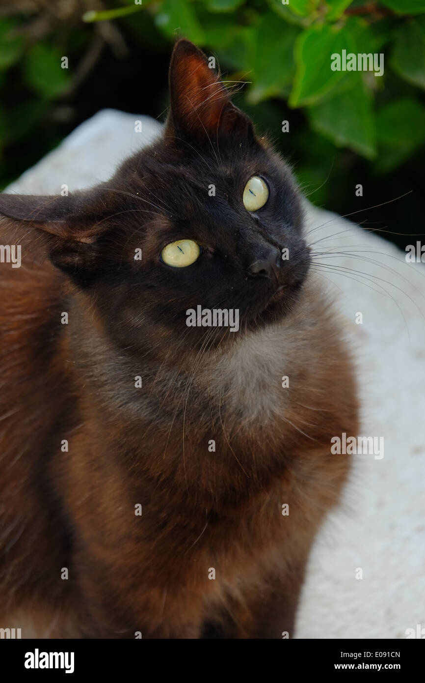 Cat sat looking up Stock Photo - Alamy