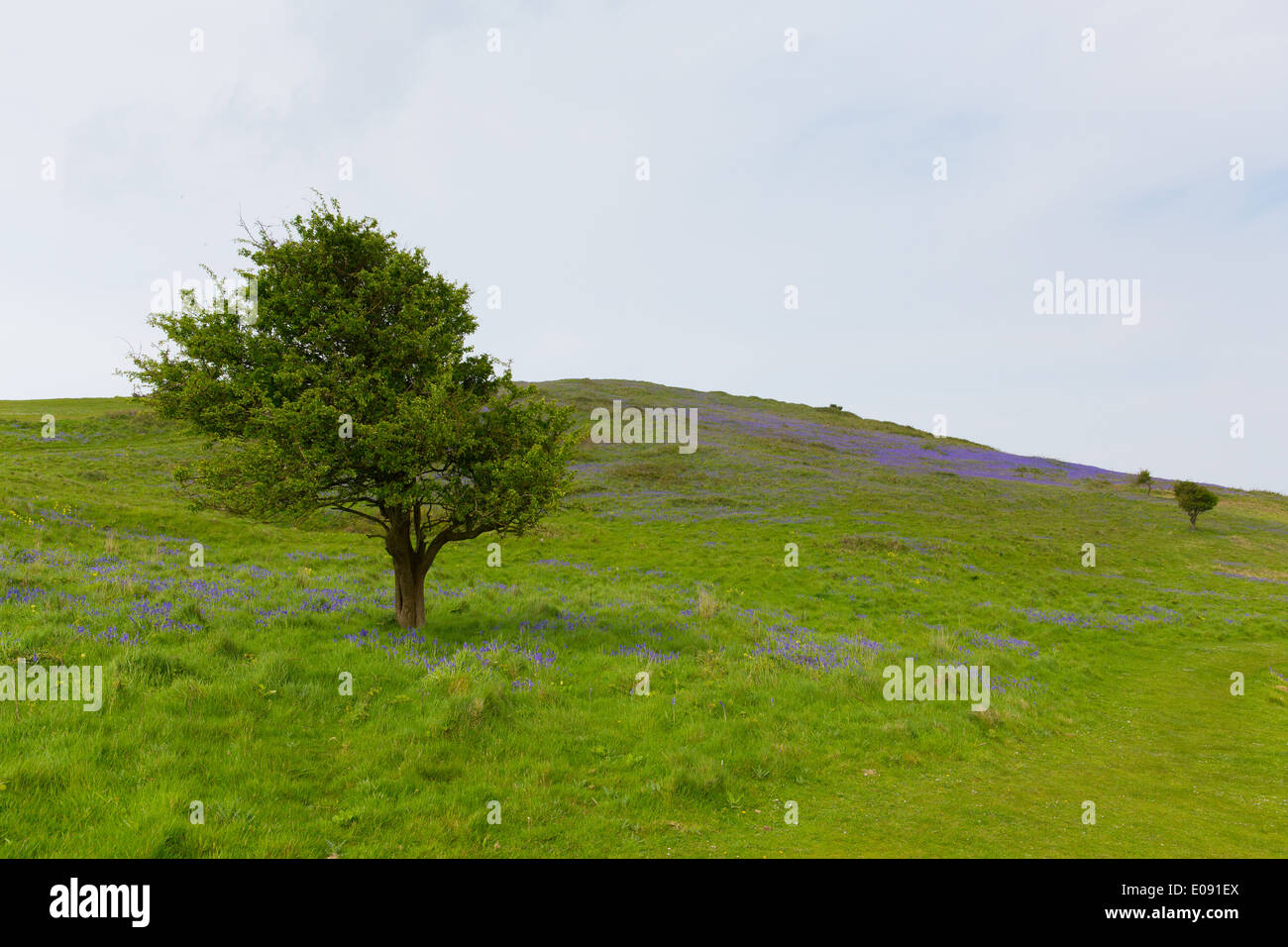 Brean Down bluebell field Somerset in the spring Stock Photo - Alamy