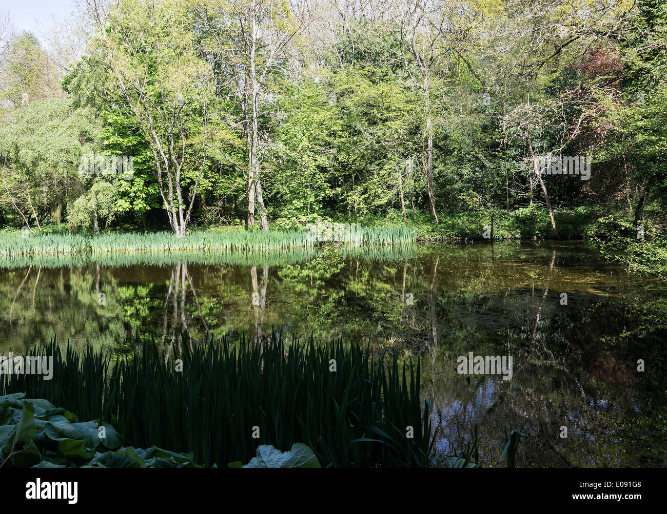 Woodland and a Small Lake with Reflections of Iris Plant Leaves in ...
