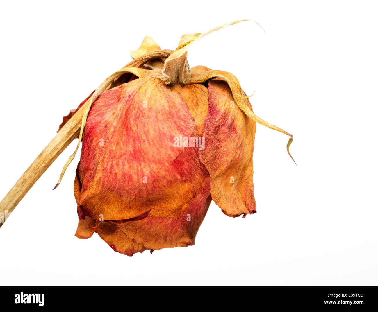 Dead dry red rose flower Stock Photo - Alamy