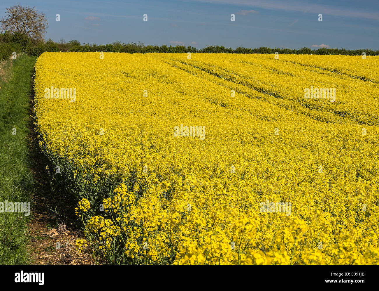 Bright Yellow Oilseed Rape Flowers in a Field near Shipton under ...