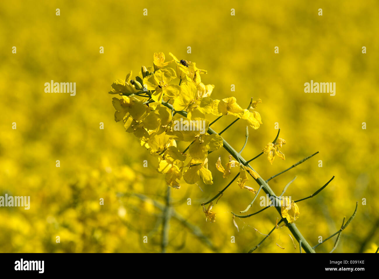 Bright Yellow Oilseed Rape Flowers in a Field near Shipton under ...
