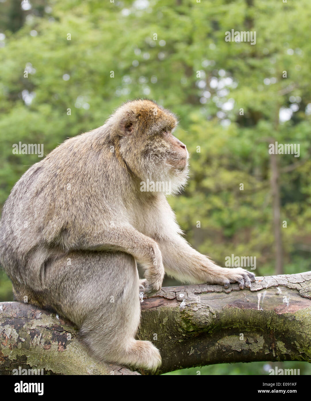 Macaque monkey with a view hi-res stock photography and images - Alamy