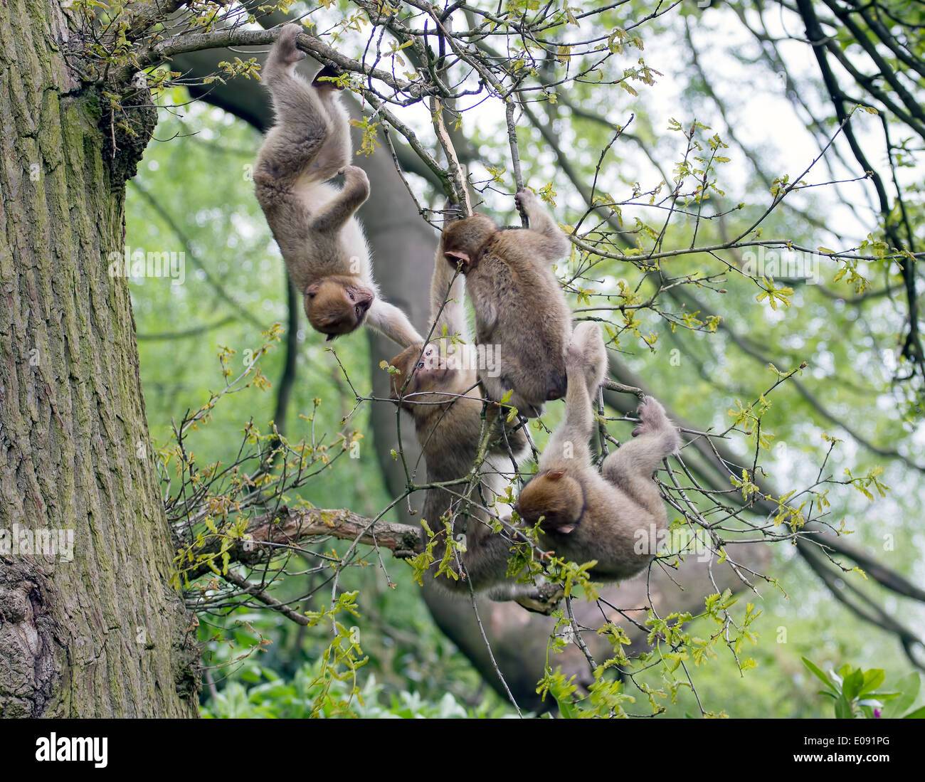 Very young monkey hi-res stock photography and images - Alamy