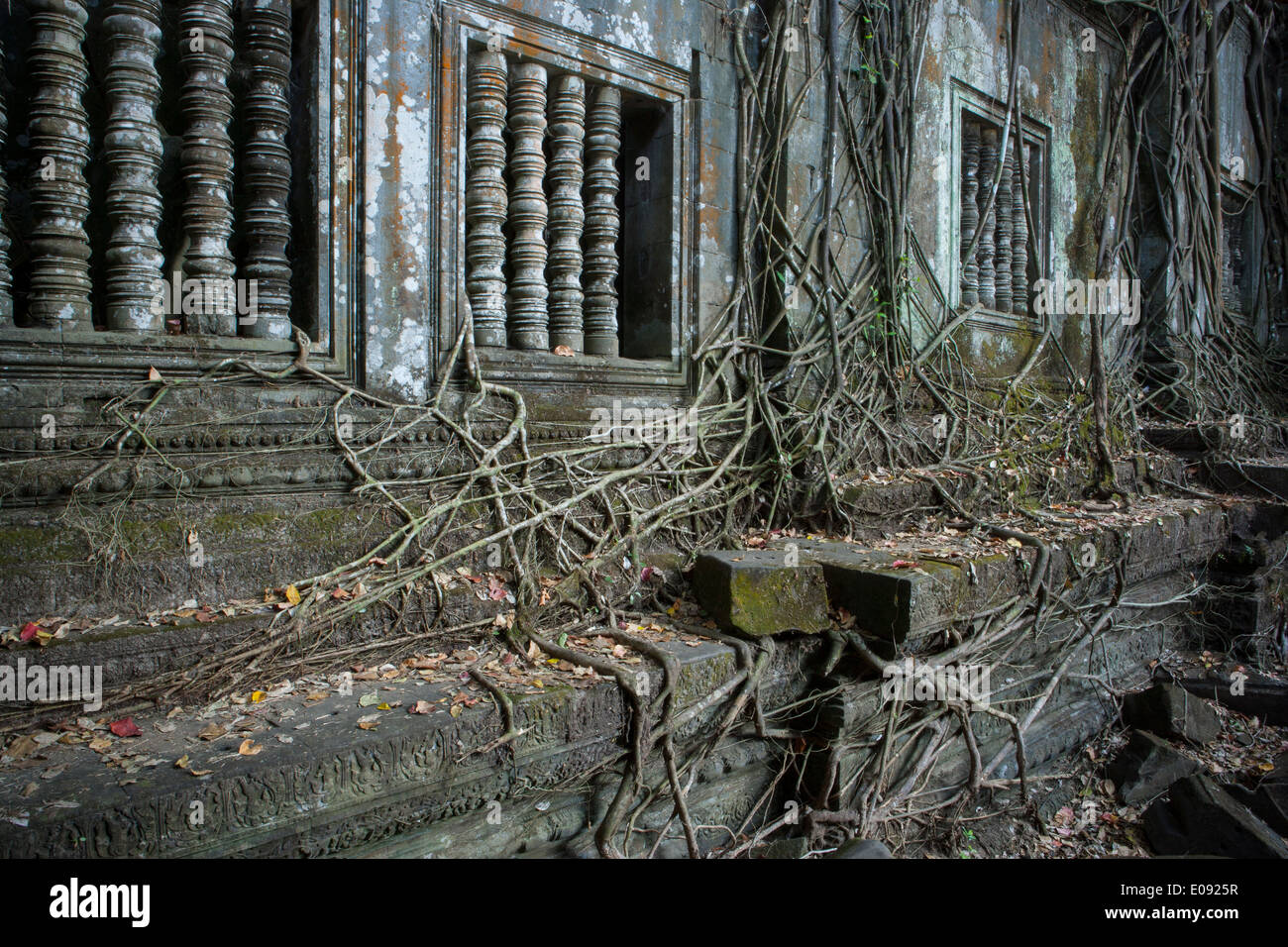 Temple trees hi-res stock photography and images - Alamy
