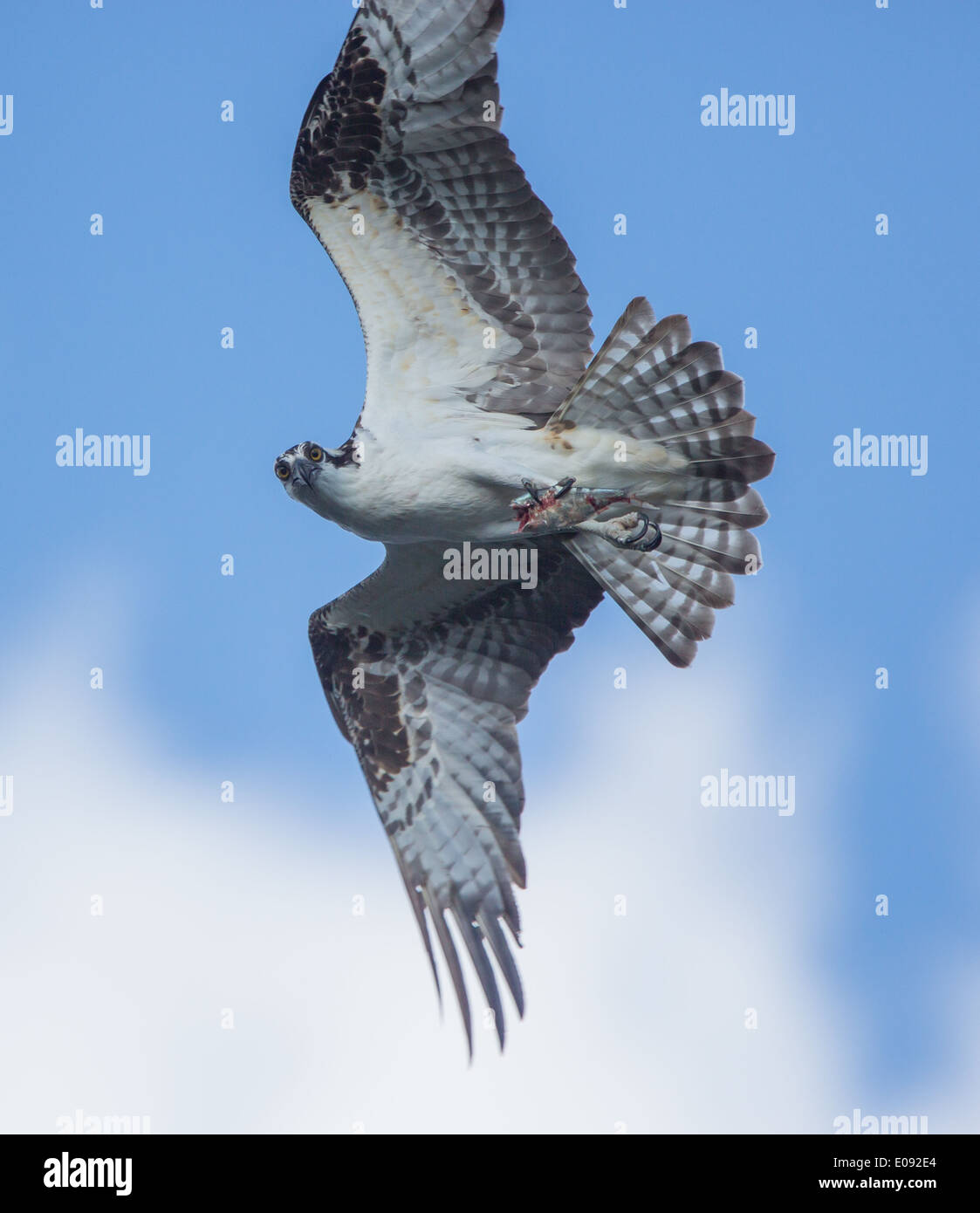 Osprey bird in flight with half-eaten fish in talons. Osprey is looking ...
