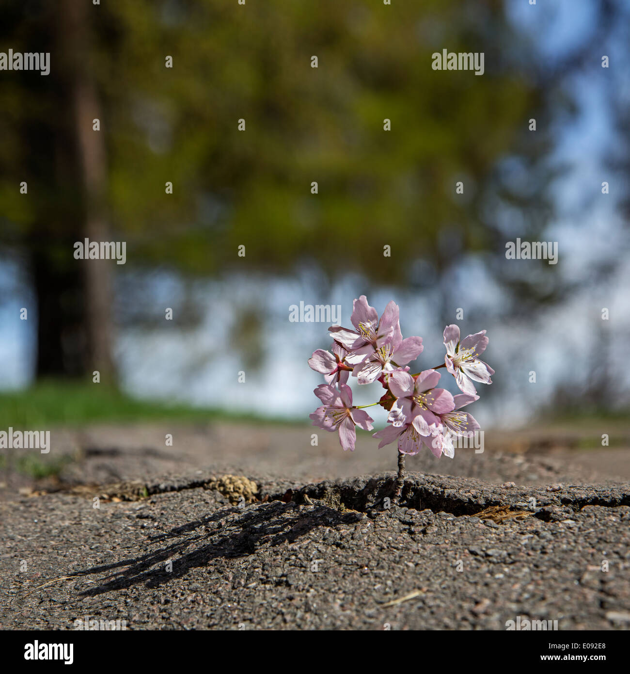 Cherry tree breaking through asphalt road Stock Photo - Alamy