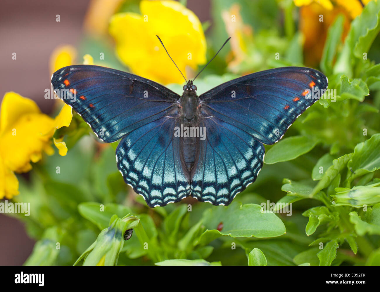 Red Spotted Purple Butterfly