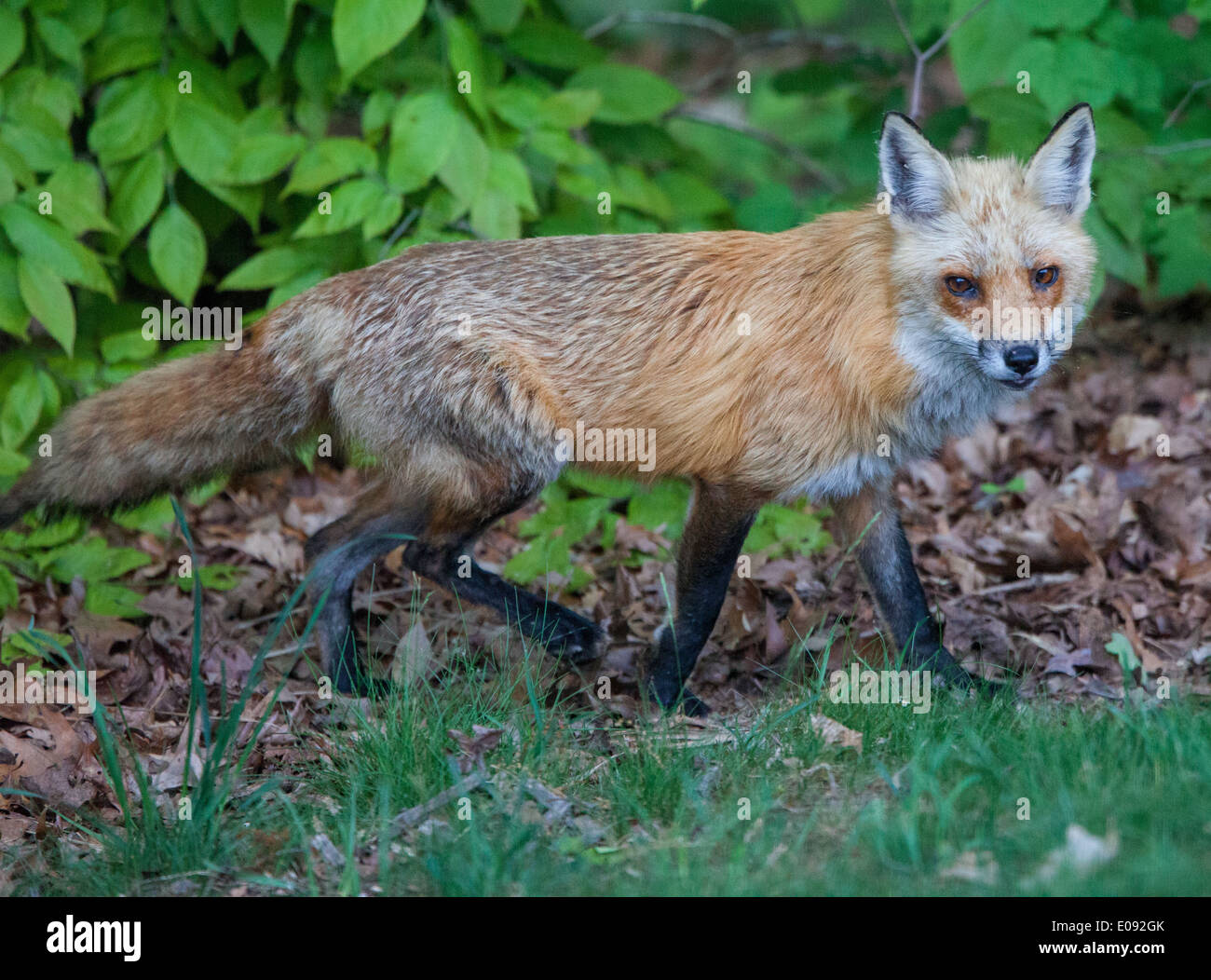 Fox walking through the backyard Stock Photo - Alamy