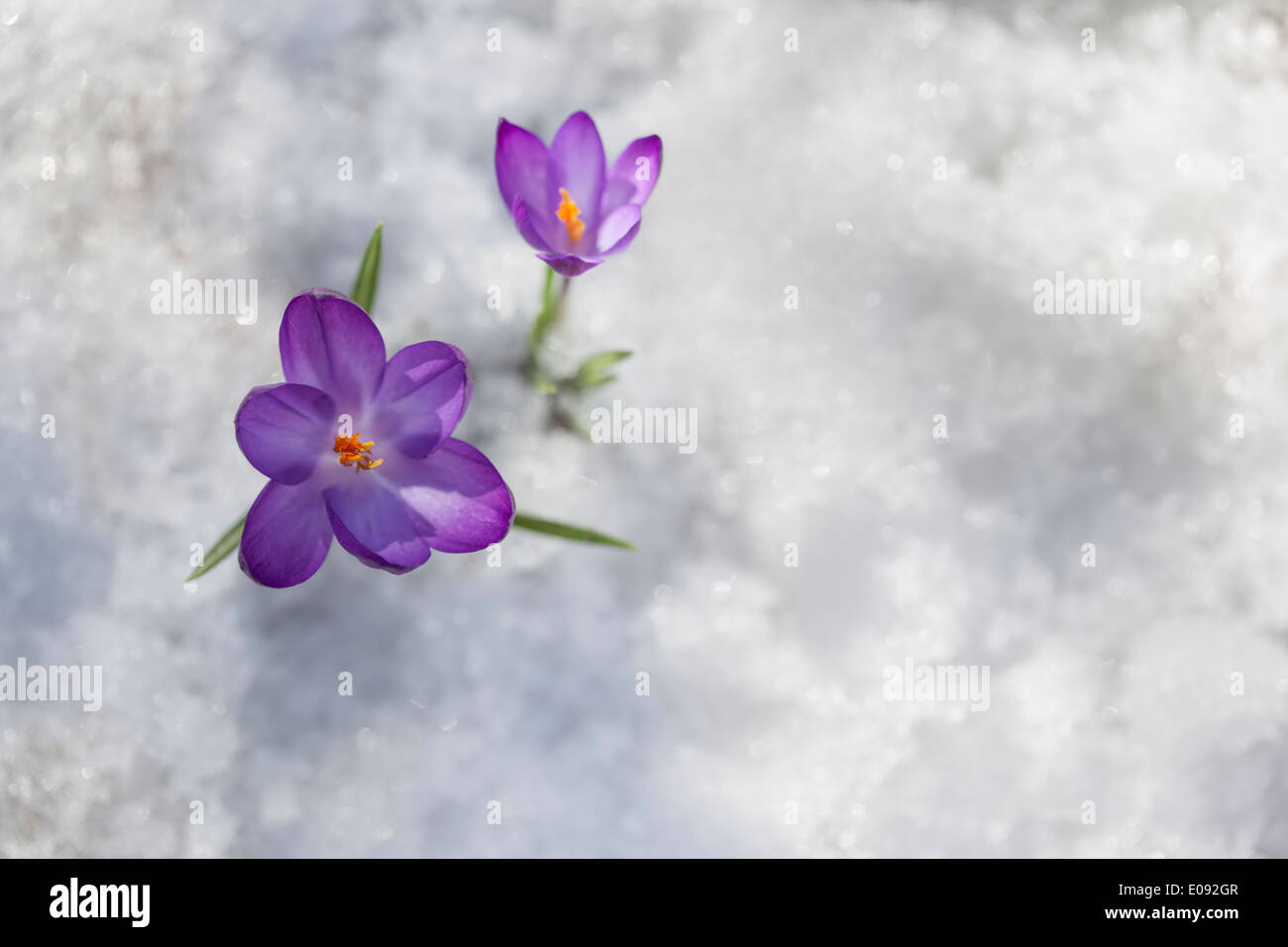 Spring flower opening up on snowy grounds Stock Photo - Alamy