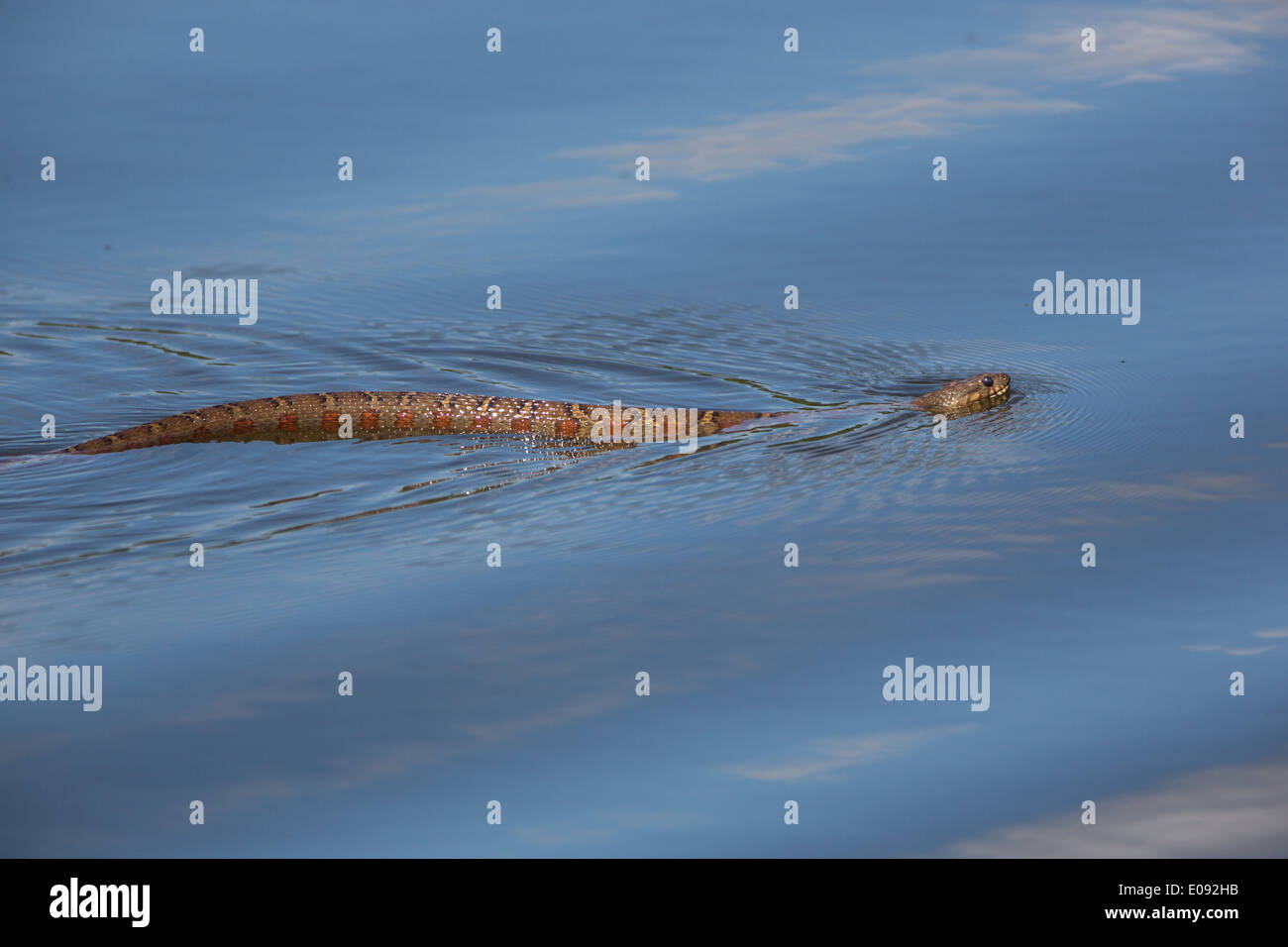 Northern Water Snake Swiming. Blue sky reflected in water. Horizontal ...