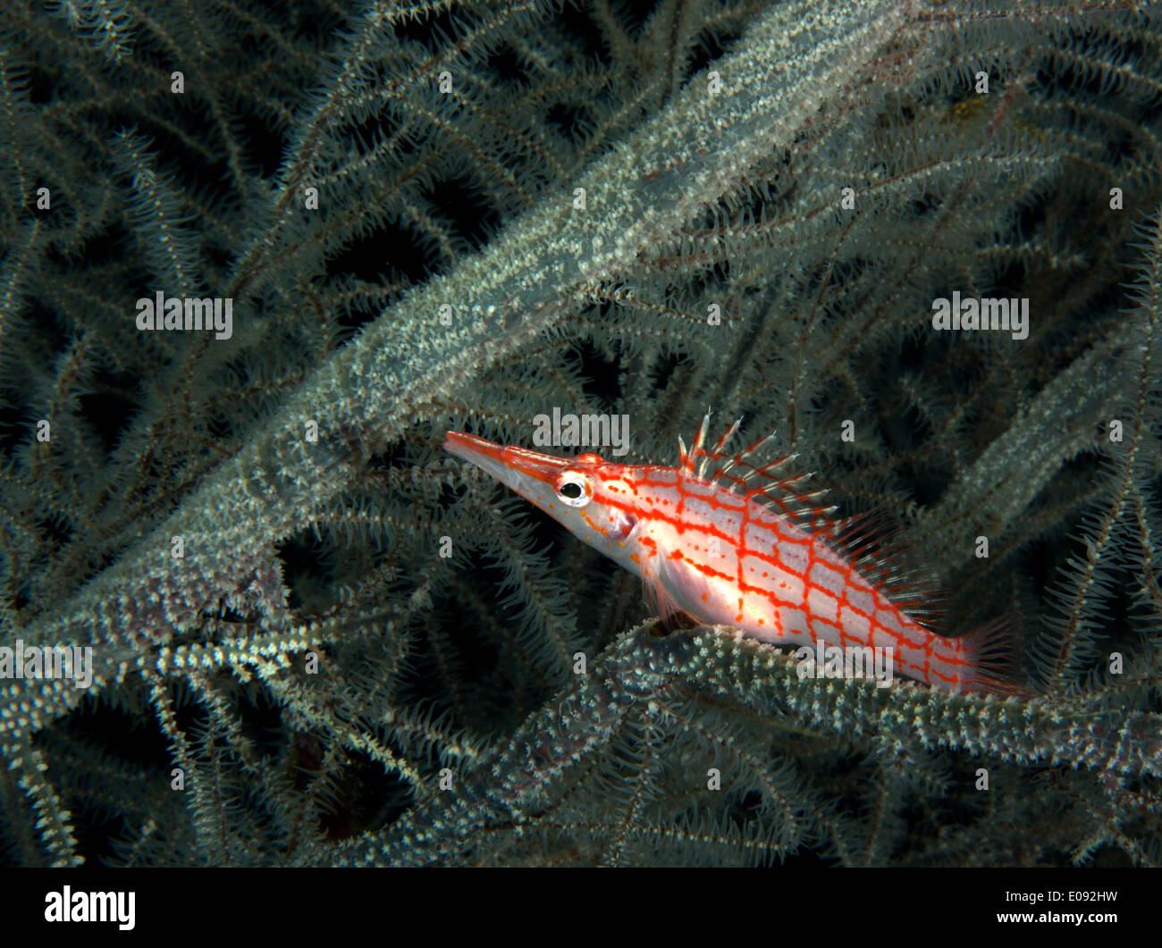 Long nosed fish hi-res stock photography and images - Alamy
