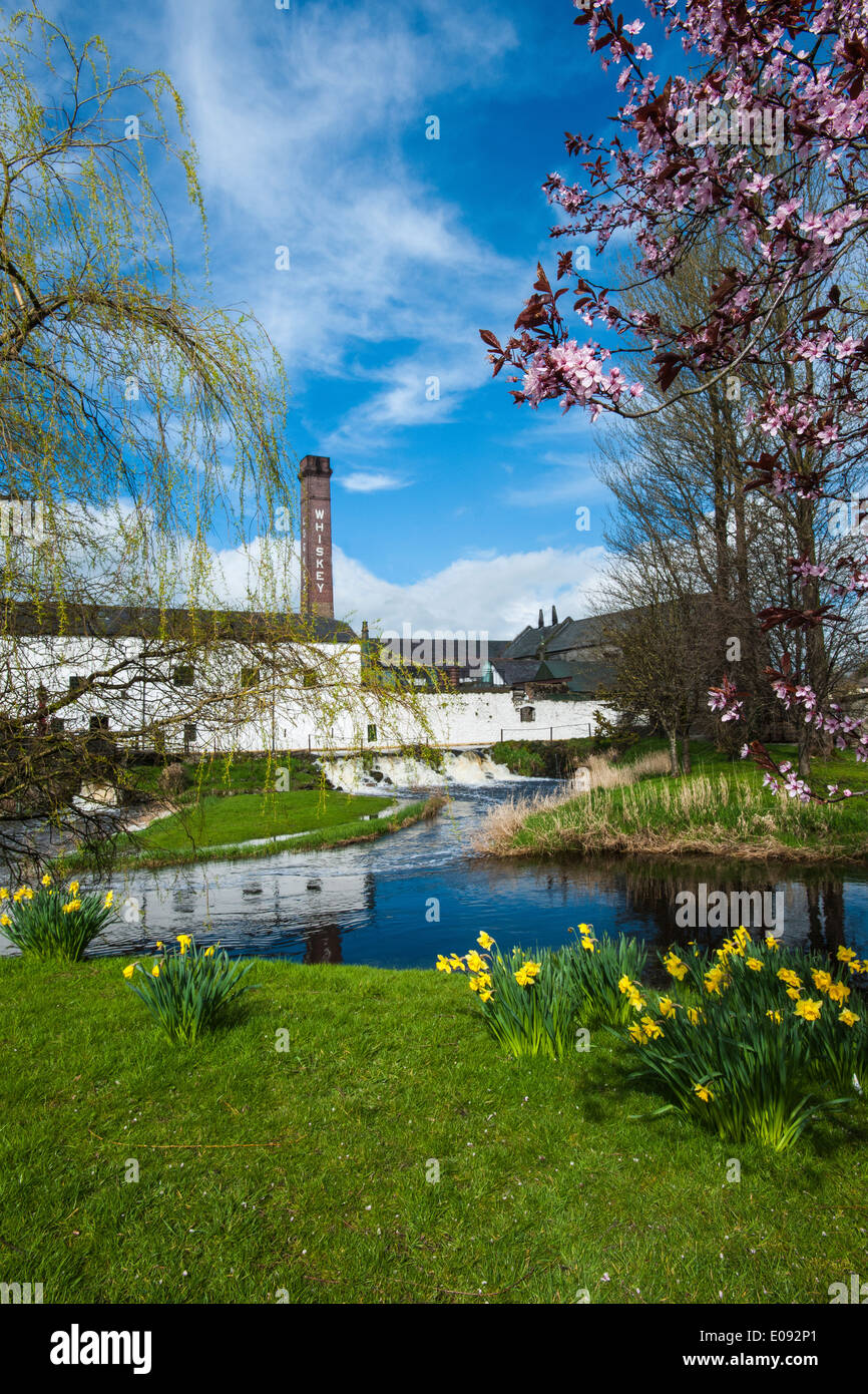 whiskey factory in spring time, Ireland Stock Photo - Alamy