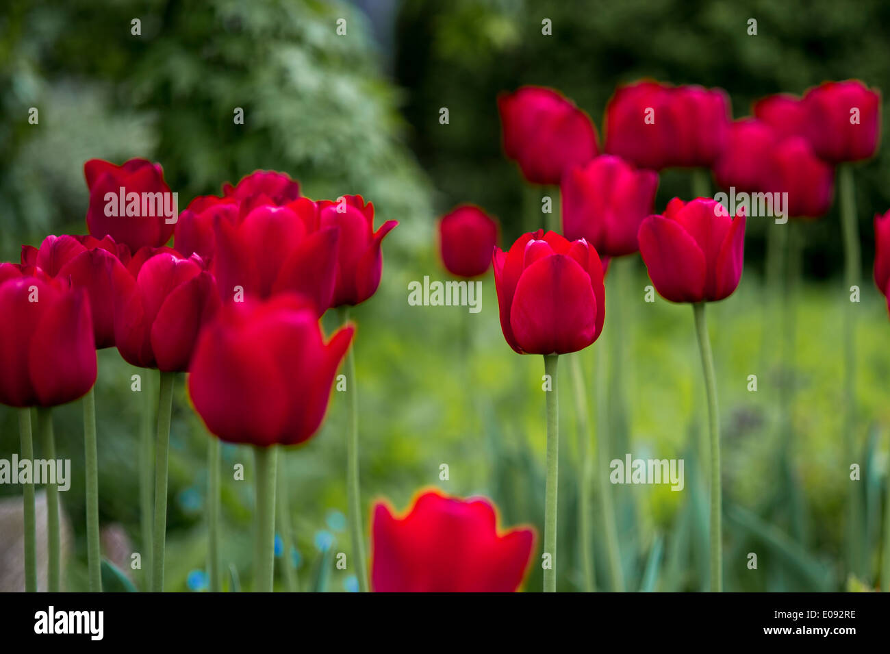 Garten tulpe hi-res stock photography and images - Alamy