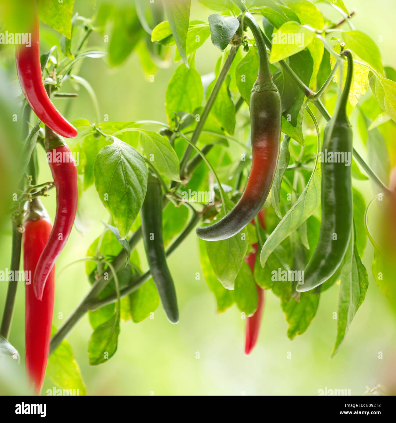 Chili ripening in front of window Stock Photo - Alamy