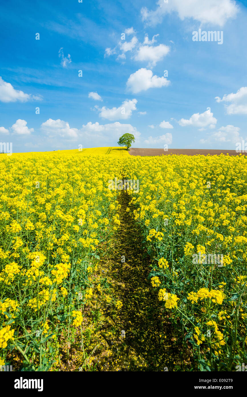 rapeseed or canola fields Stock Photo - Alamy