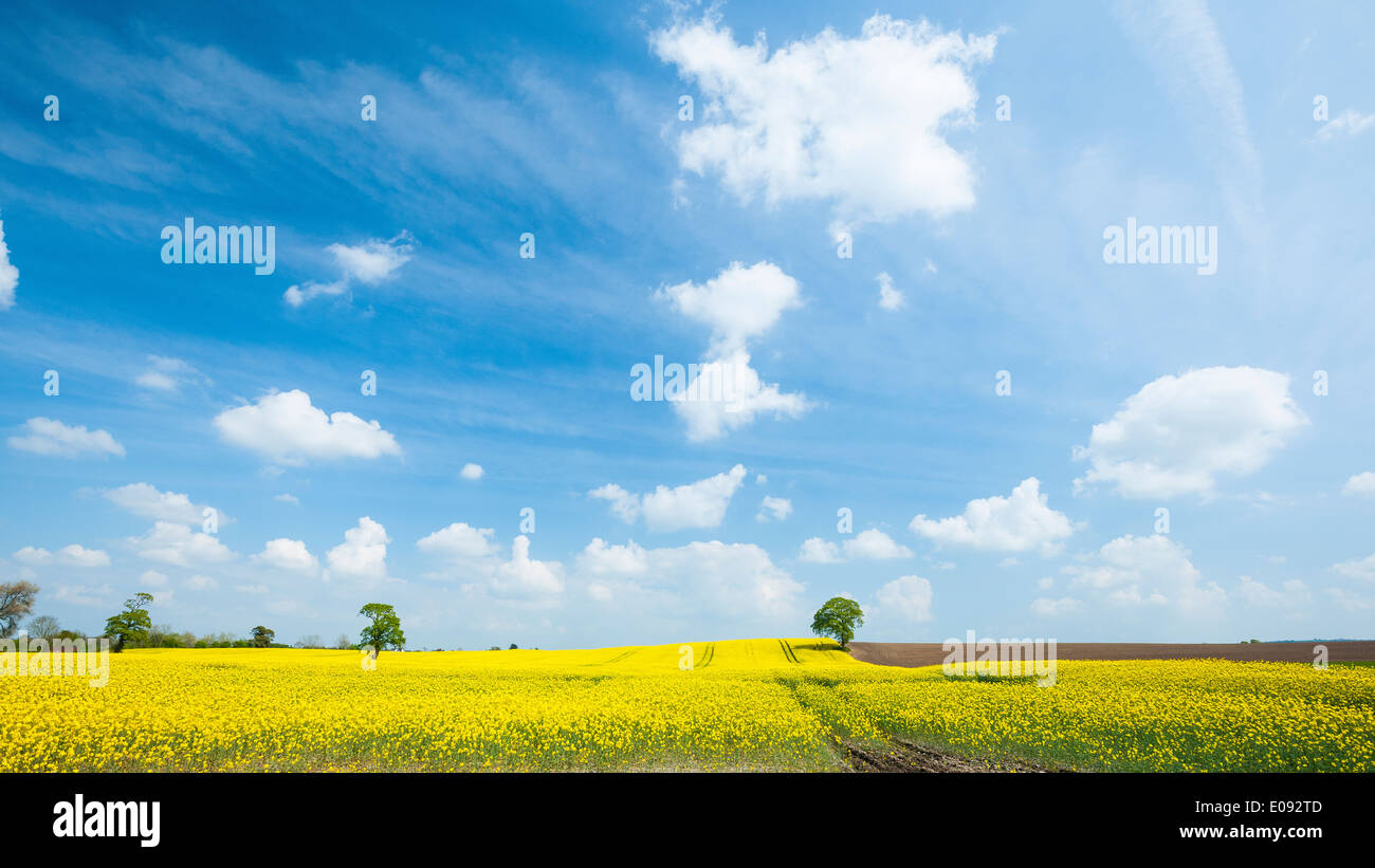 rapeseed or canola fields Stock Photo - Alamy