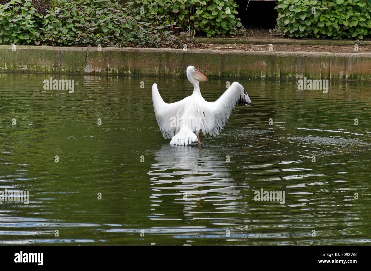 One White pelican with outspread wings in a pond Stock Photo - Alamy
