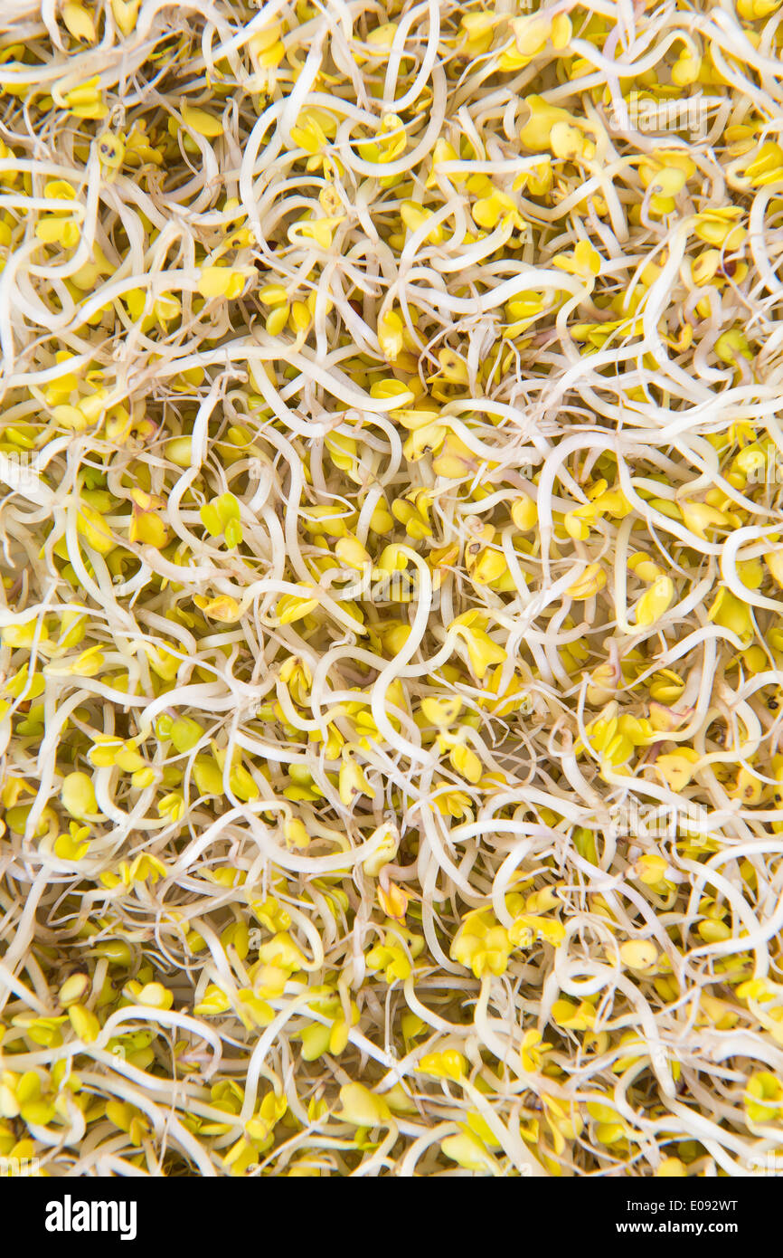 Herb sprouts hi-res stock photography and images - Alamy