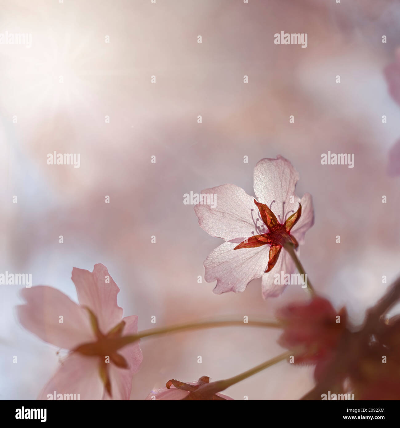 Blooming cherry flower catching some sun rays Stock Photo - Alamy