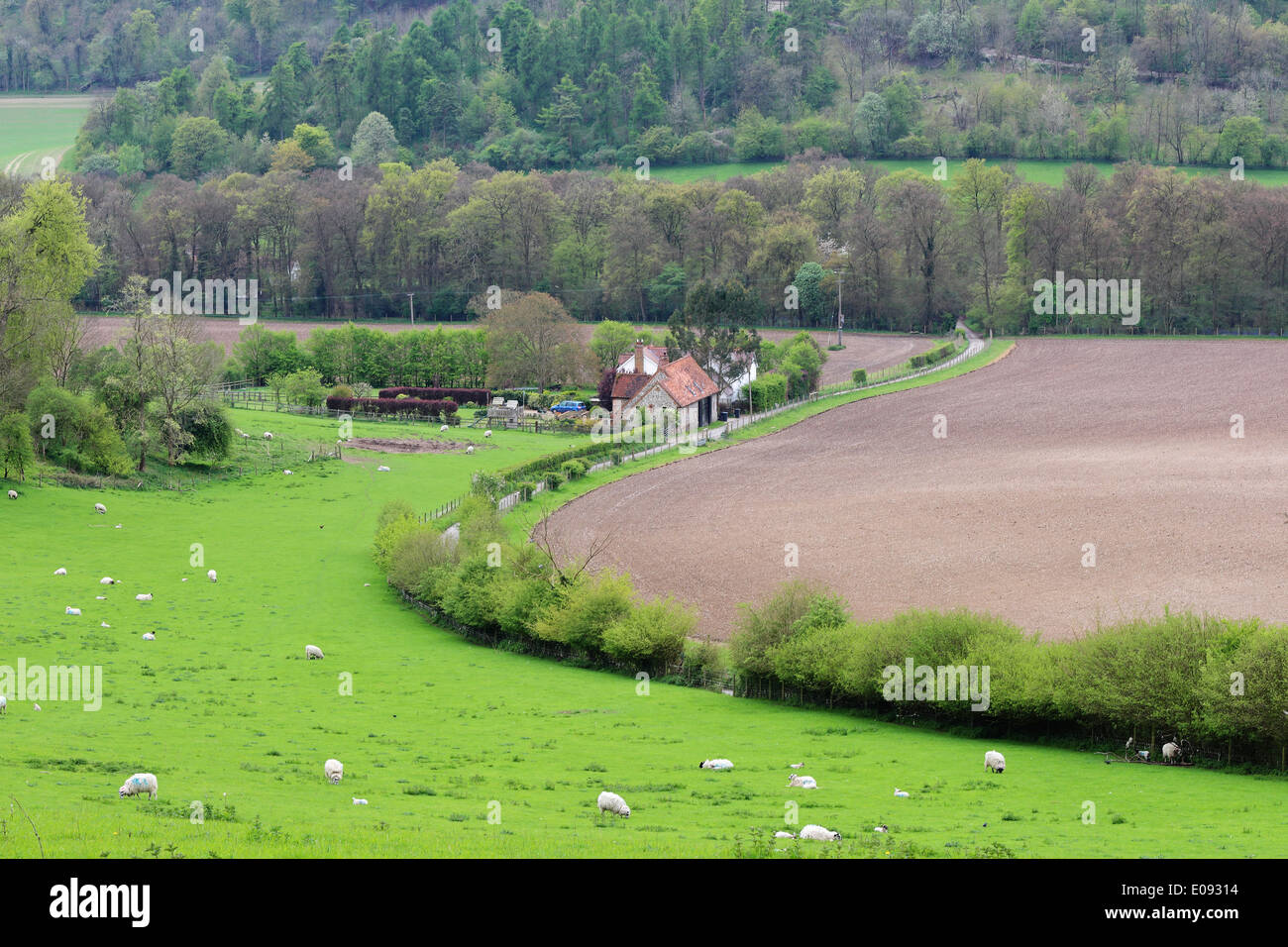 A Rural Landscape in the Chiltern Hills in England with grazing sheep ...