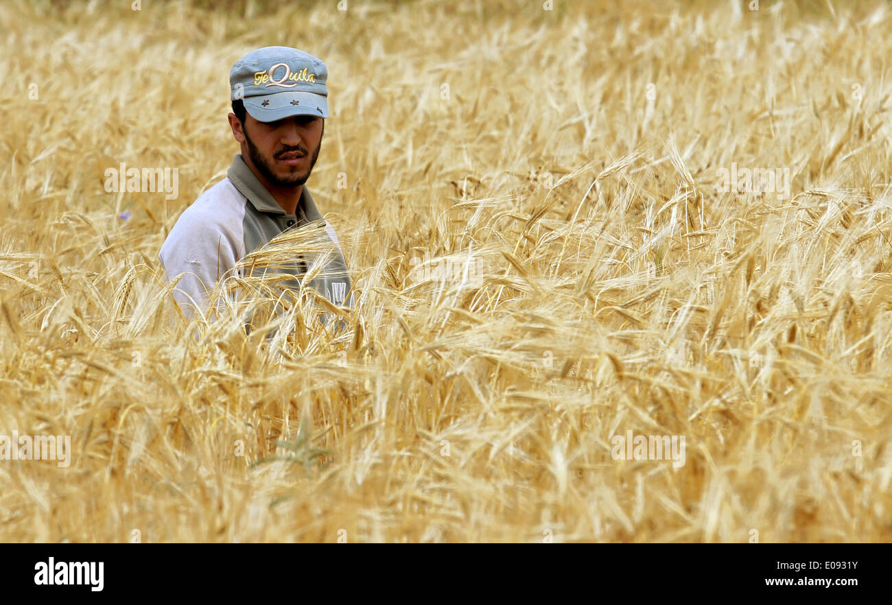 Gaza, Palestinian Territories. 26th Apr, 2014. A Palestinian farmer ...