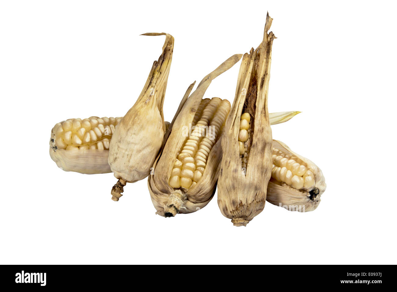 four dried ears of corn from failed crop Stock Photo - Alamy