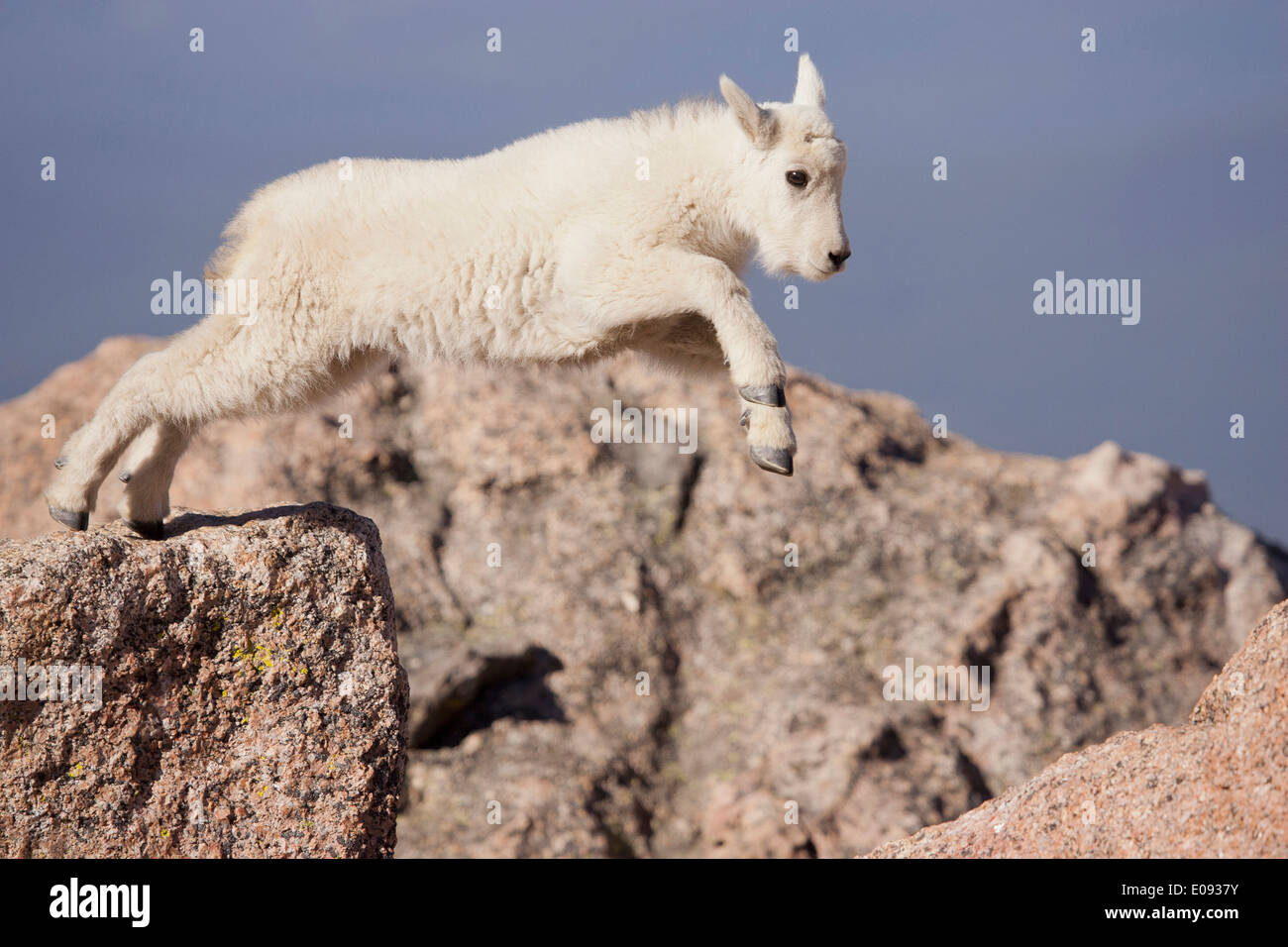 Goat Jumping High Resolution Stock Photography and Images - Alamy