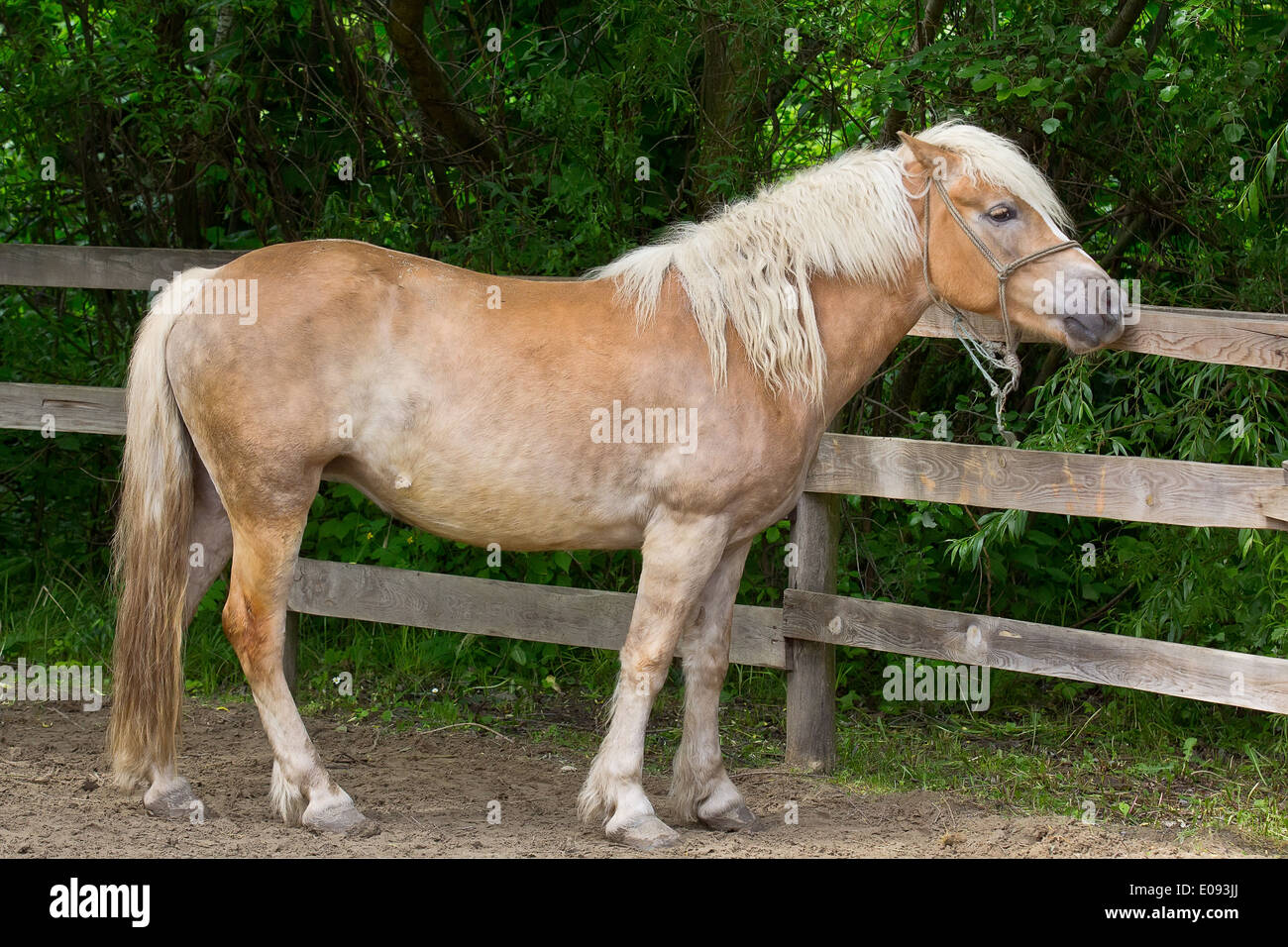Old ranch wild pet hi-res stock photography and images - Alamy