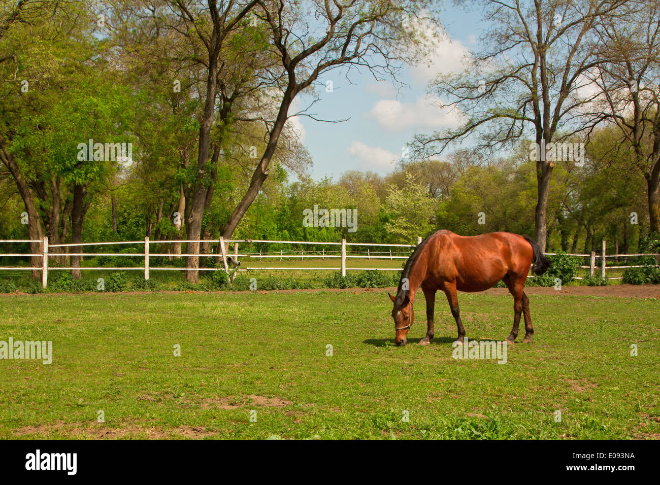 Beautiful horse grazing on ranch hi-res stock photography and images ...