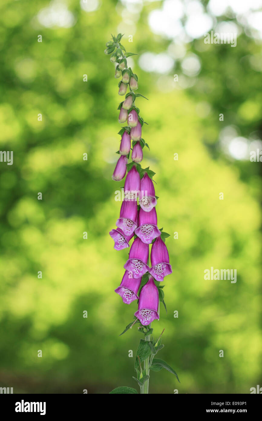 Common Foxglove (Digitalis Purpurea Stock Photo - Alamy