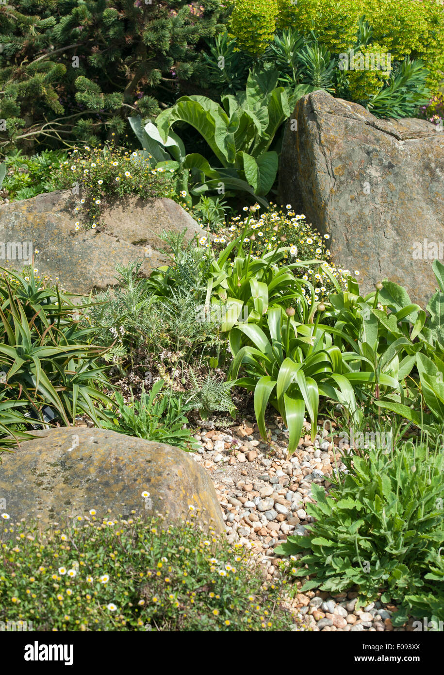 view of dry garden planting Stock Photo - Alamy