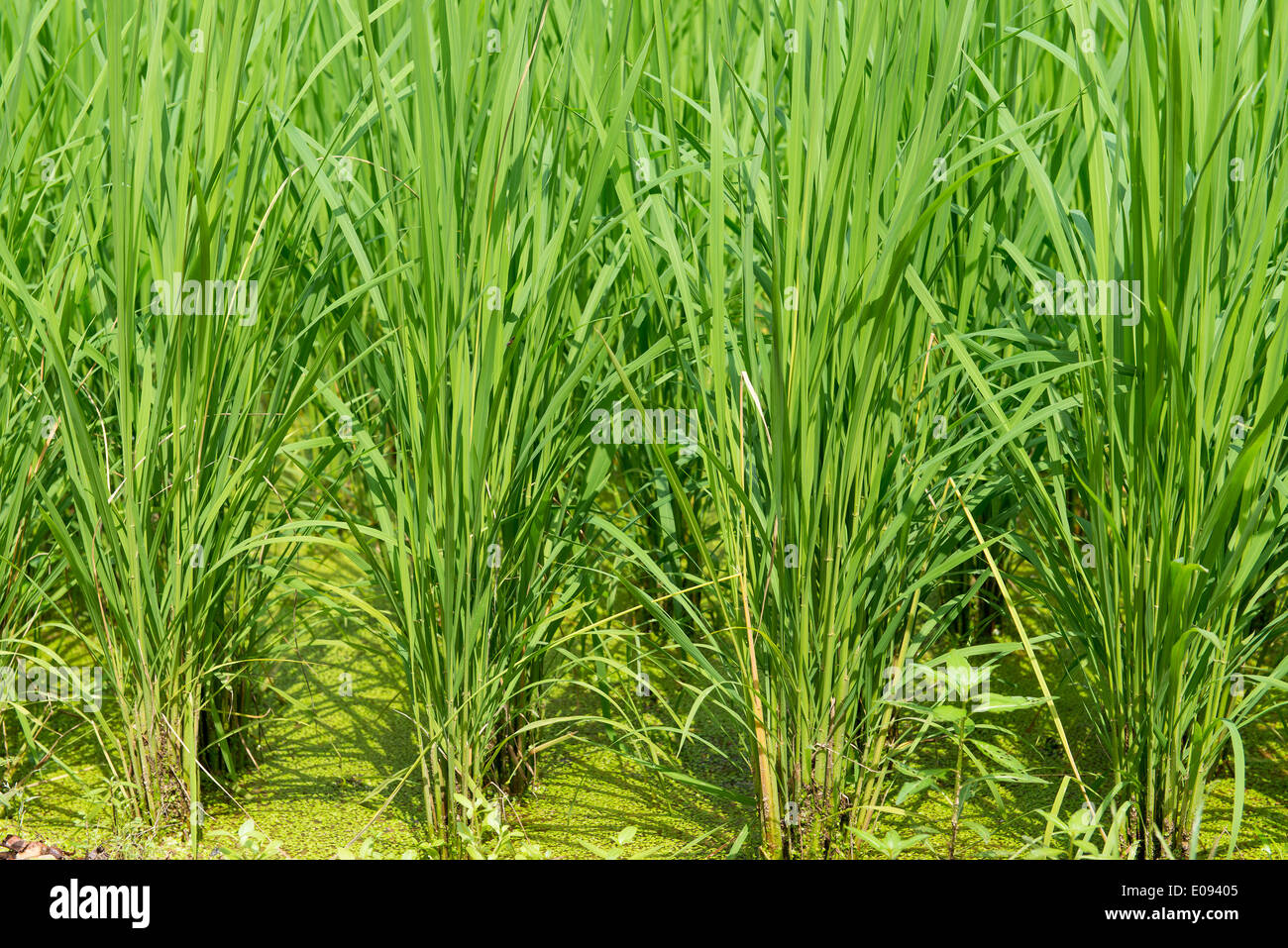 Green rice field background with young rice plants Stock Photo - Alamy