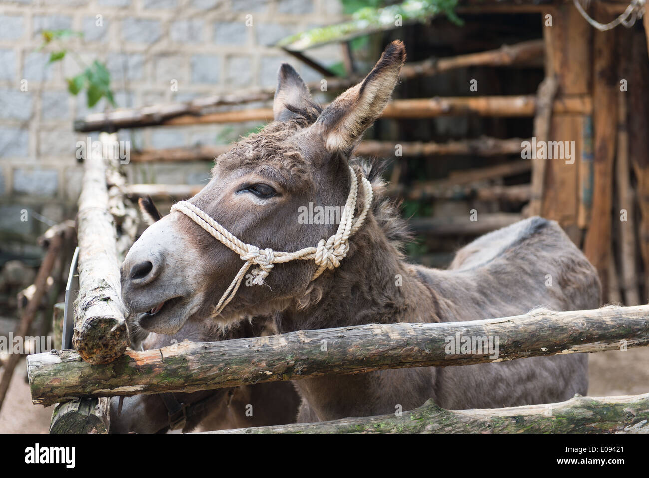 Grey donkey in tis enclosure with rope around the head as halter Stock ...