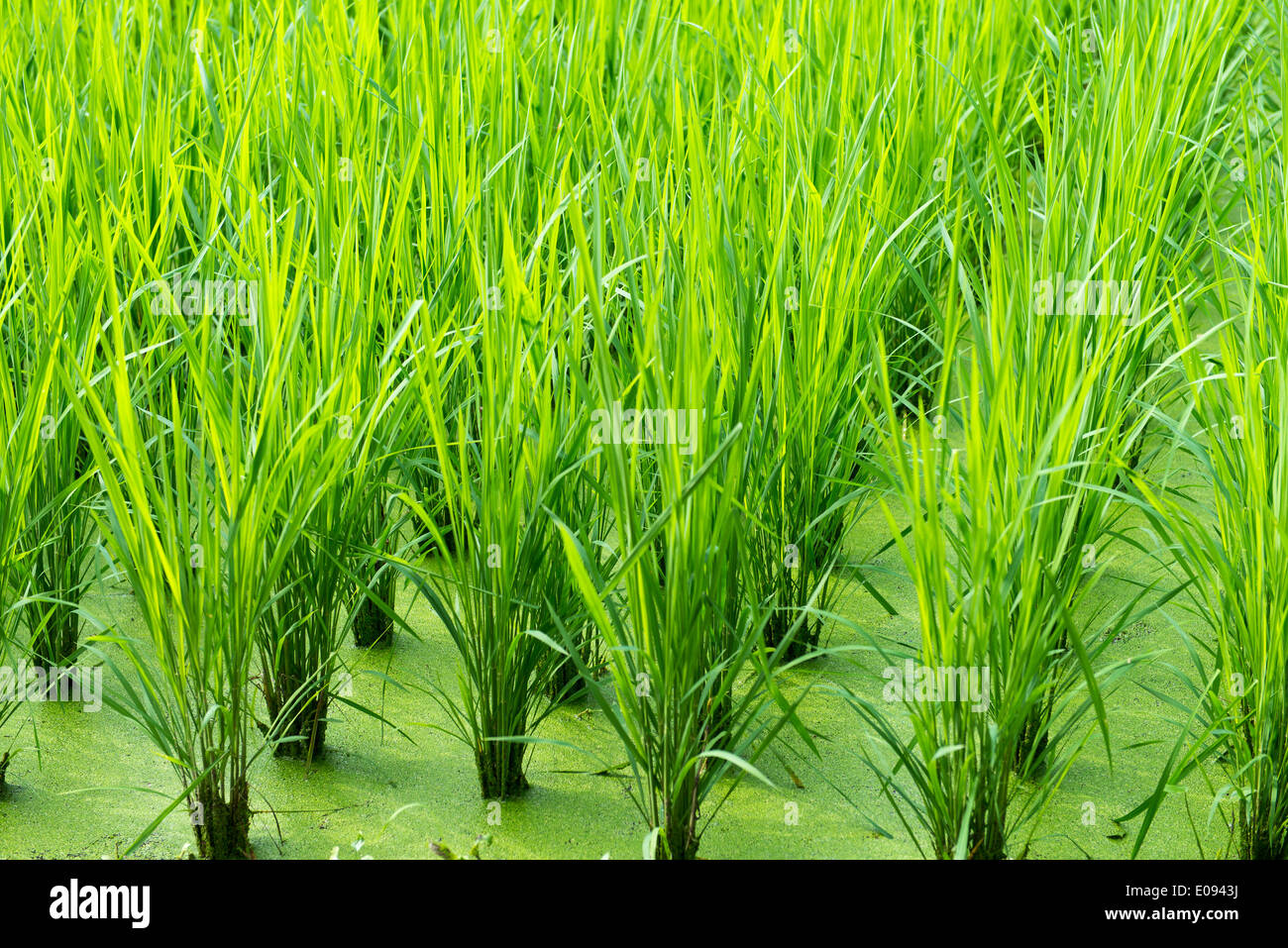 Rice Plant Field