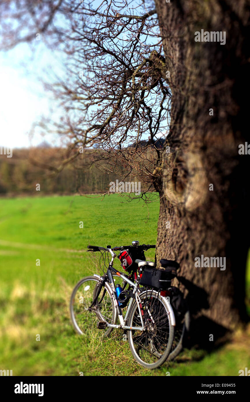 Two bikes resting against a tree, Northumberland Stock Photo - Alamy
