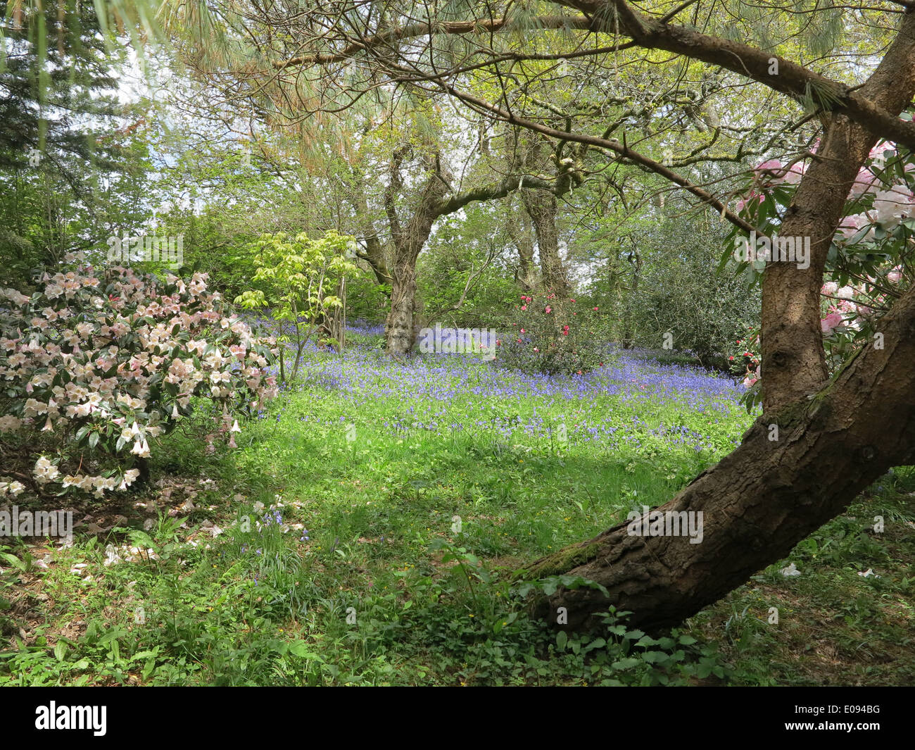 Old picture of bluebell hi-res stock photography and images - Alamy