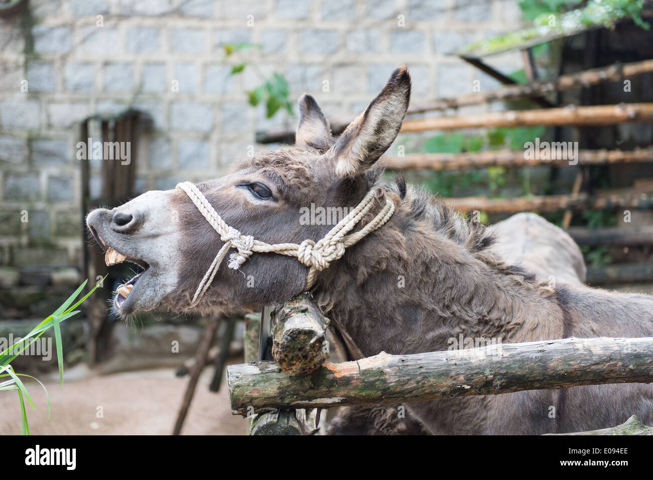 Grey donkey in tis enclosure with rope around the head as halter eating ...