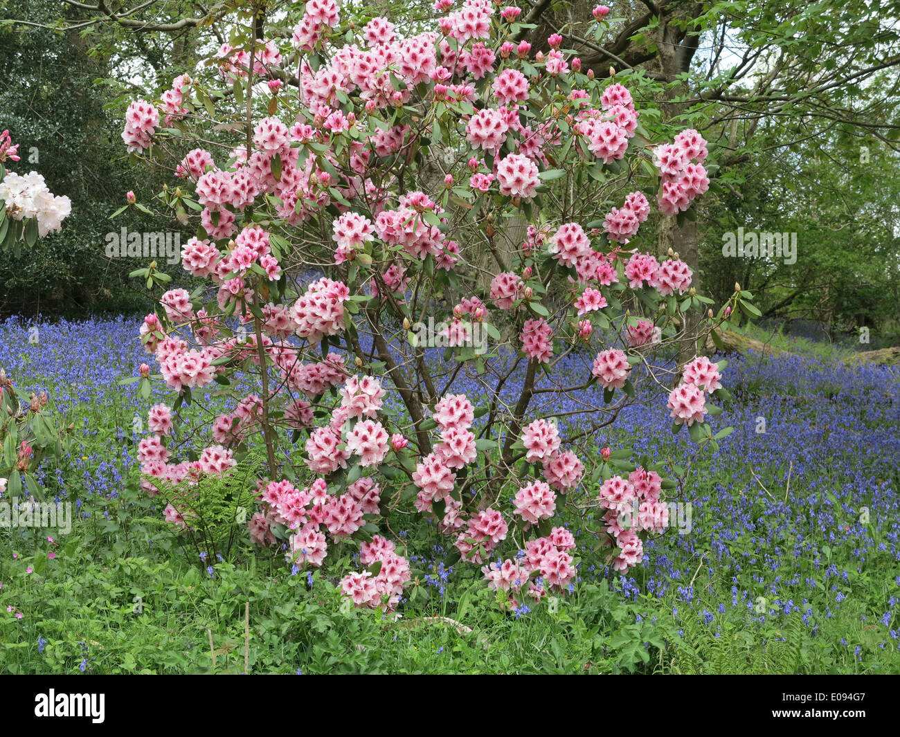 Rhododendron hydon dawn spring hi-res stock photography and images - Alamy