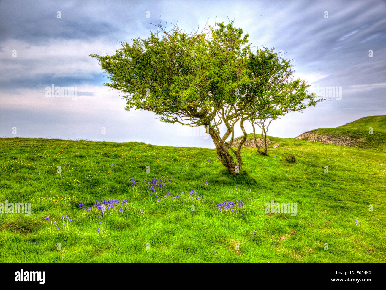 Somerset Spring High Resolution Stock Photography and Images - Alamy
