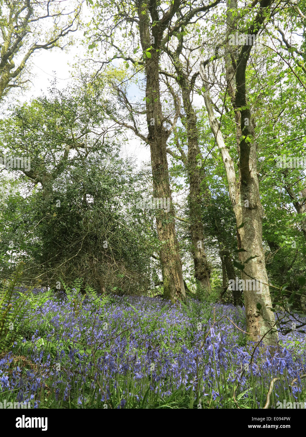 Beautiful bluebell display hi-res stock photography and images - Alamy